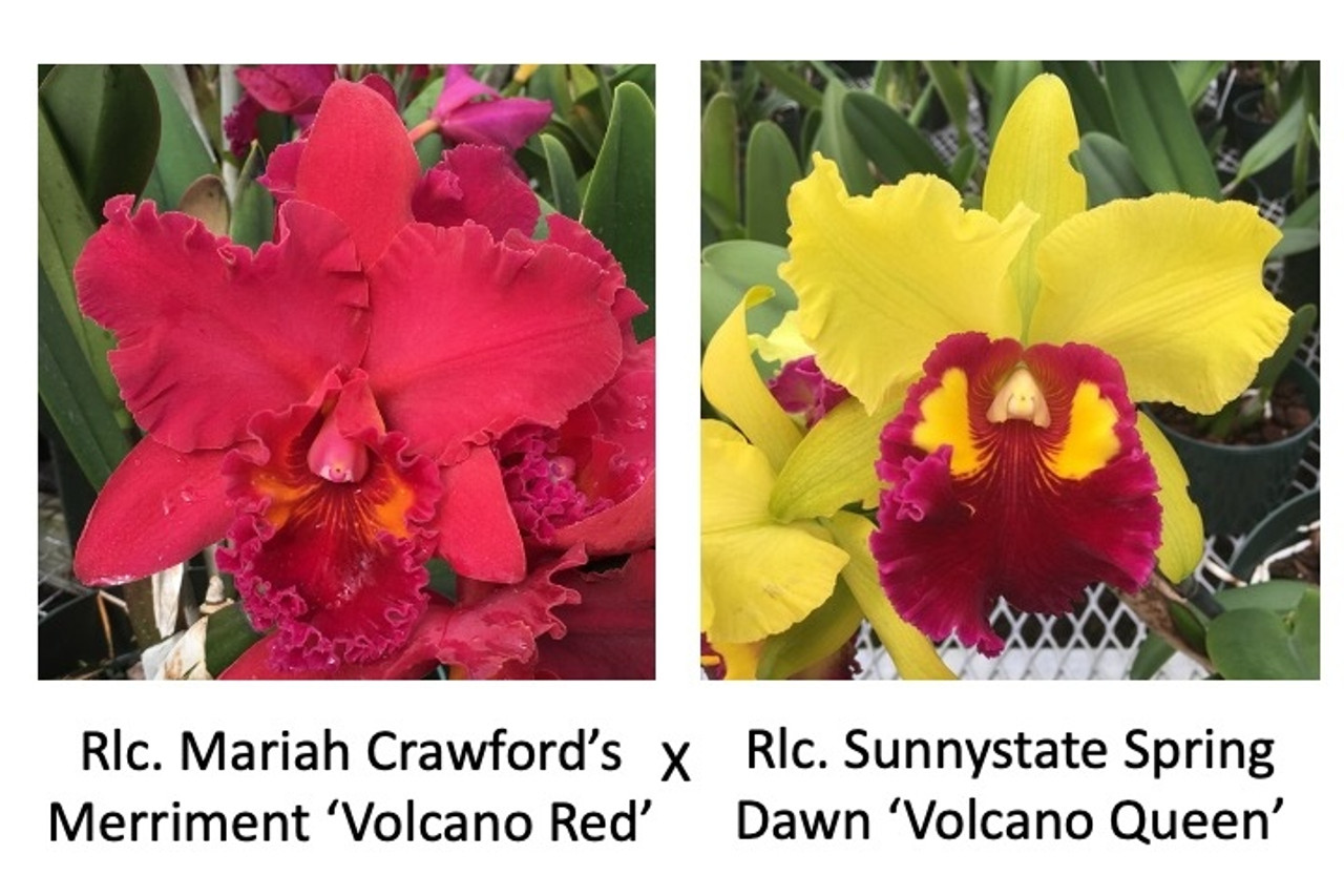 Rlc. Mariah Crawford's Merriment 'Volcano Red' x Rlc. Sunnystate's ...